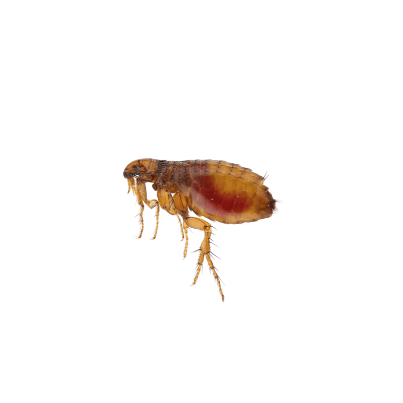 Cat Fleas - How To Get rid of Cat Fleas